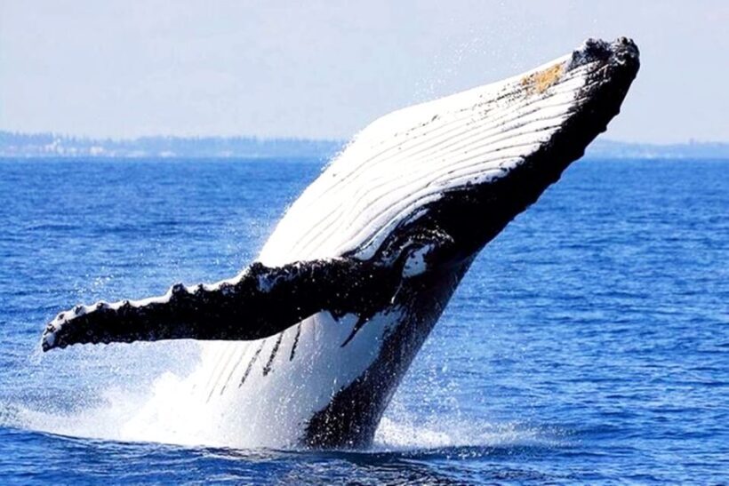 Oahu: Honolulu Whale Watching Cruise - Who Should Consider This Tour?