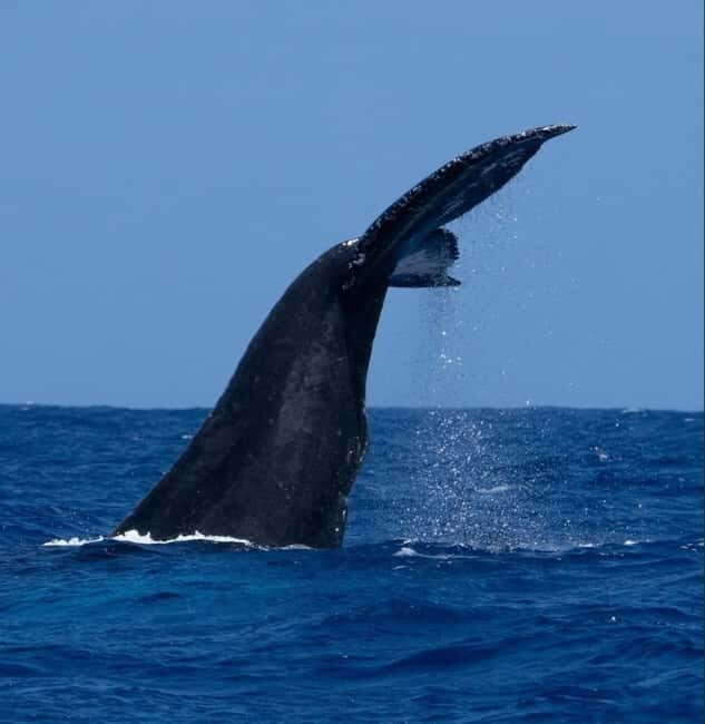 Oahu: Humpback Whale Watching Tour - A Closer Look at the Experience