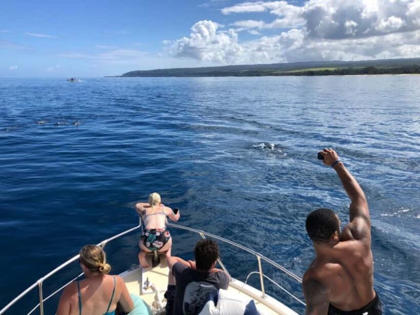 Oahu: Humpback Whale Watching Tour - The Sum Up