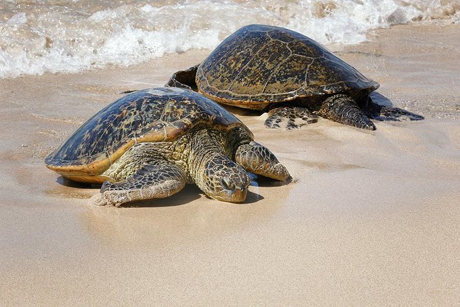 Oahu Island Photography Tour - Participant Feedback and Experiences