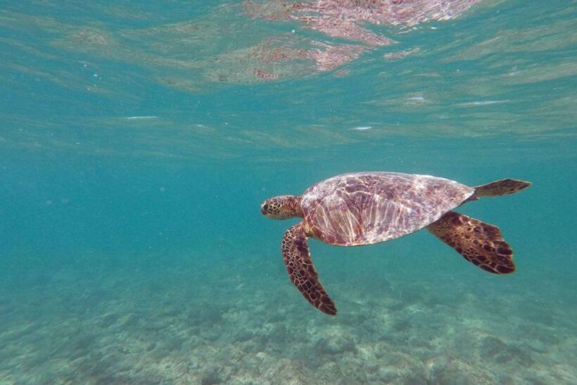Oahu: Kailua Guided Kayak Excursion with Lunch - Oahu: Kailua Guided Kayak Excursion with Lunch — A Detailed Review