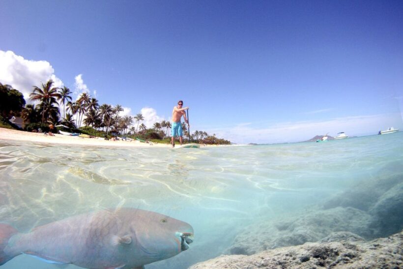 Oahu: Kailua Stand Up Paddle Board Lesson - Practical Considerations: What You Need to Know