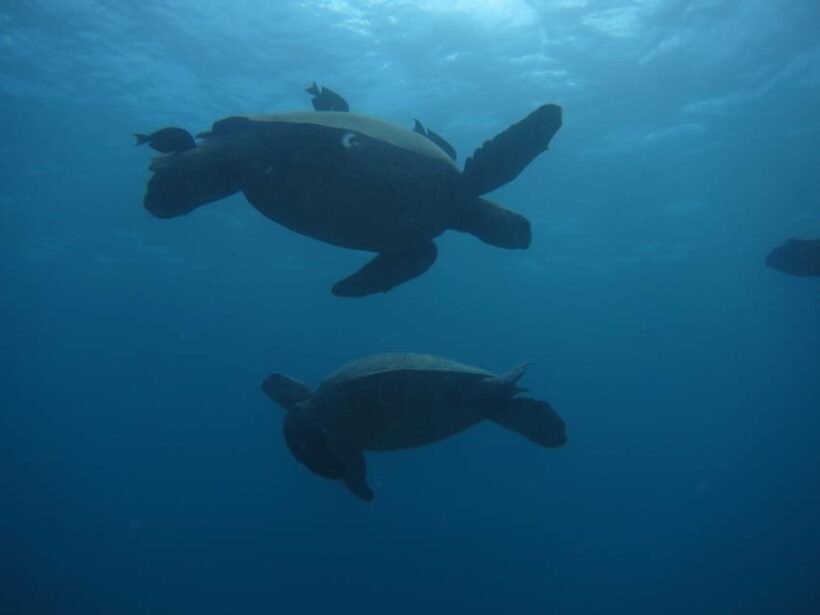 Oahu: Luxury Day Sailboat Charter - An In-Depth Look at the Oahu Luxury Sailboat Experience
