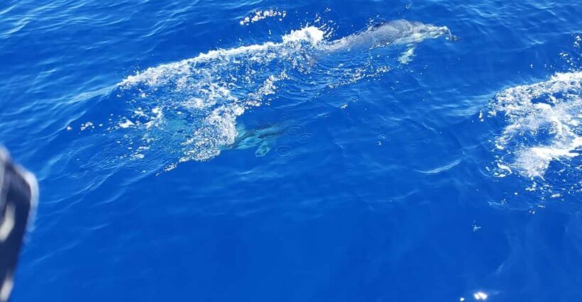 Oahu: Luxury Day Sailboat Charter - Final Thoughts