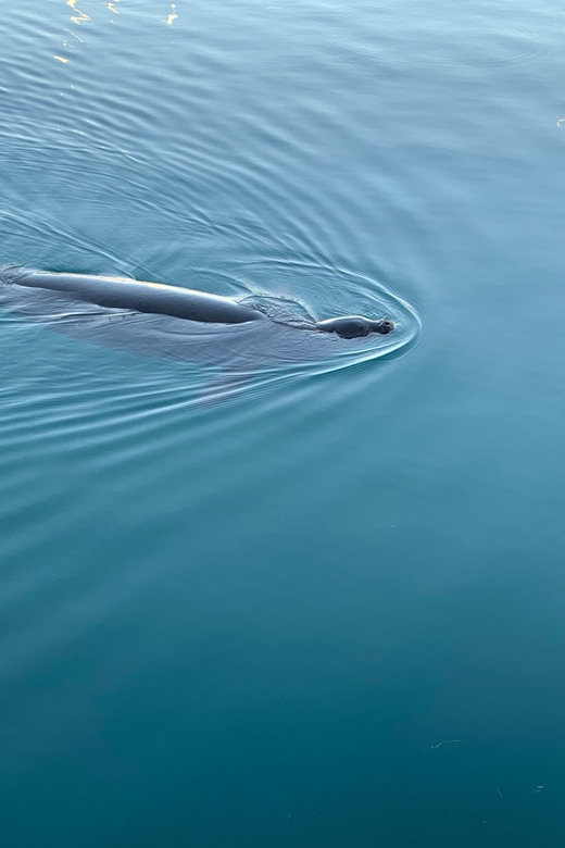 Oahu: Luxury Day Sailboat Charter - Key Points