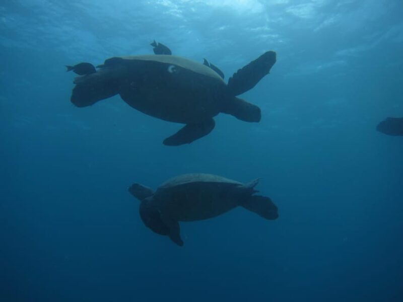 Oahu: Luxury Day Sailboat Charter - The Sum Up: Worth the Investment for the Right Traveler