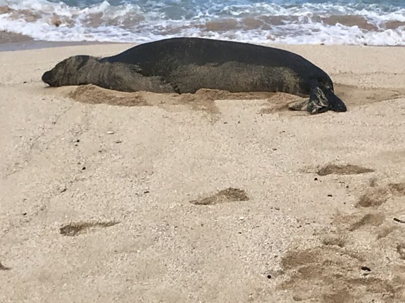 Oahu: Manoa Falls Hike and east side beach day - Practical Details and Tips