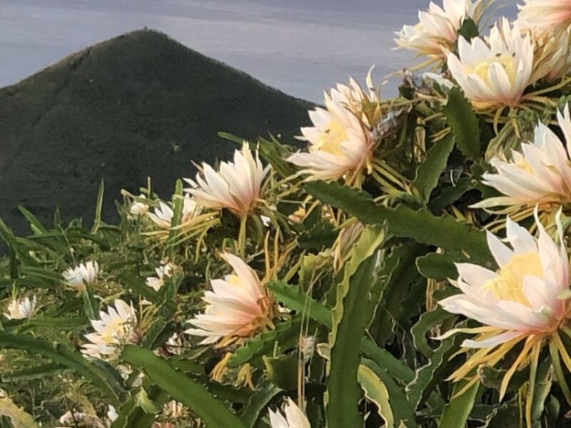 Oahu: Manoa Falls Hike and east side beach day - The Sum Up