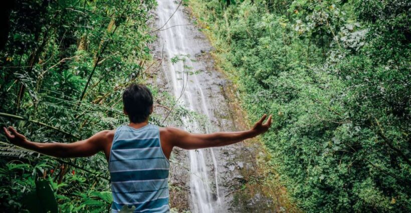Oahu: Manoa Falls Waterfall Hike with Lunch and Transfers - What to Expect on the Tour