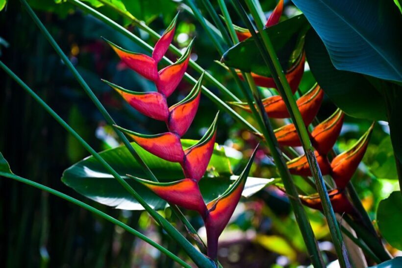 Oahu: Manoa Falls Waterfall Hike with Lunch and Transfers - Final Thoughts