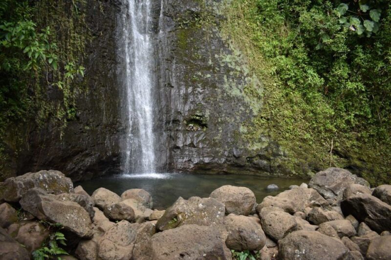 Oahu: Manoa Falls Waterfall Hike with Lunch and Transfers - What Travelers Say