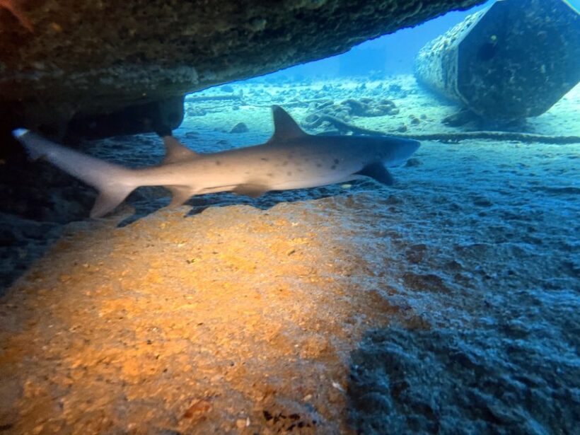 Oahu Night Dive: Adventure for Certified Divers - Value and Pricing: What’s the Real Deal?