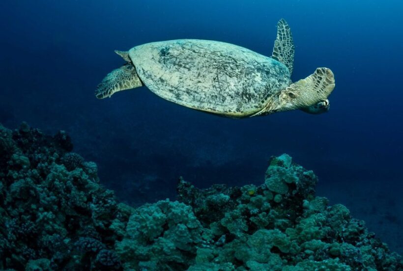 Oahu Night Dive: Adventure for Certified Divers - Practical Tips