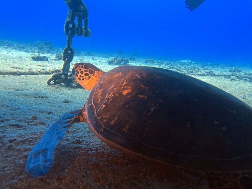 Oahu Night Dive: Adventure for Certified Divers - The Sum Up