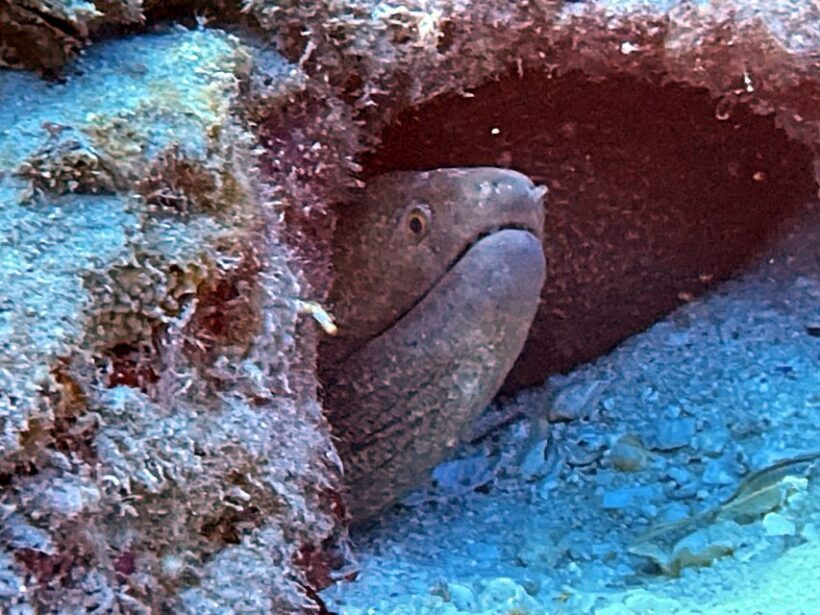 Oahu Night Dive: Adventure for Certified Divers - FAQ