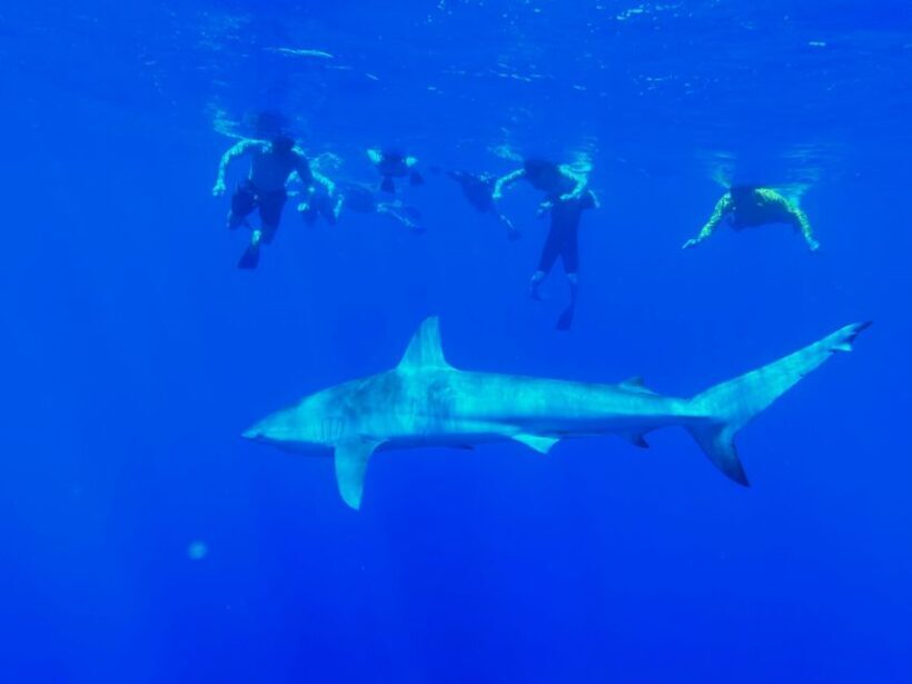 Oahu: North Shore Cageless Shark Snorkeling Tour - An Honest Look at the North Shore Cageless Shark Snorkeling Tour