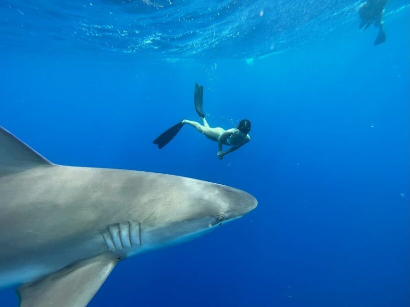 Oahu: North Shore Cageless Shark Snorkeling Tour - In The Sum Up: Who Will Love This Tour?