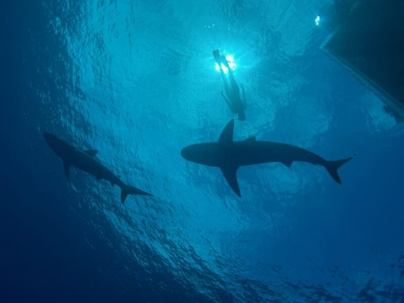 Oahu: North Shore Cageless Shark Snorkeling Tour - Why This Experience Stands Out