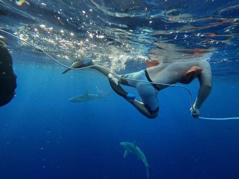 Oahu: North Shore Cageless Shark Snorkeling Tour - FAQ