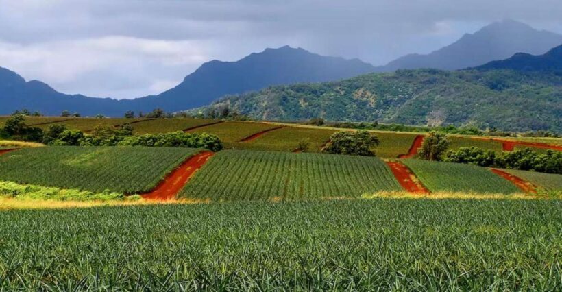 Oahu: North Shore Dole Pineapple Farm Tour - Authenticity and Experience Depth