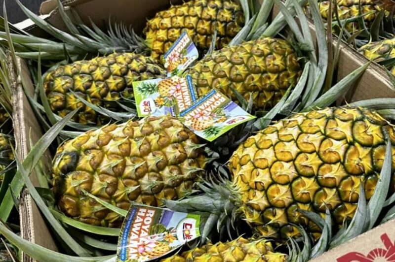 Oahu: North Shore Dole Pineapple Farm Tour - Transportation, Group Size, and Practical Details