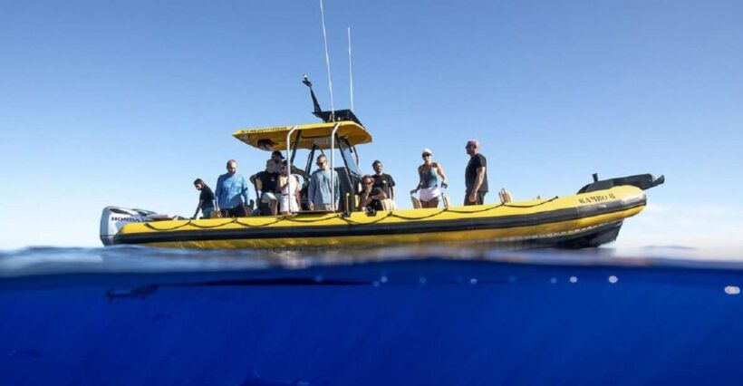 Oahu: North Shore Marine Life Tour from Haleiwa - The Itinerary: What You Can Expect on the Water
