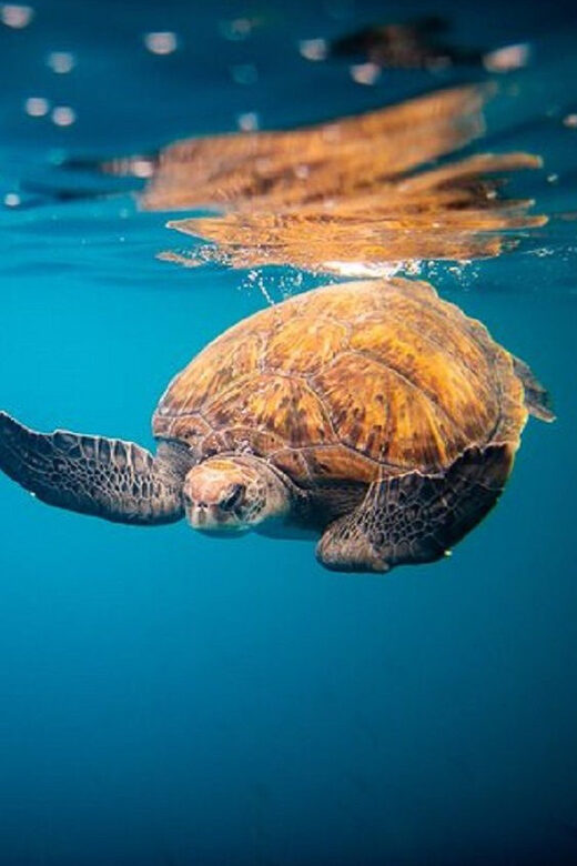 Oahu: North Shore Snorkeling Tour from Haleiwa - An Overview of the Experience