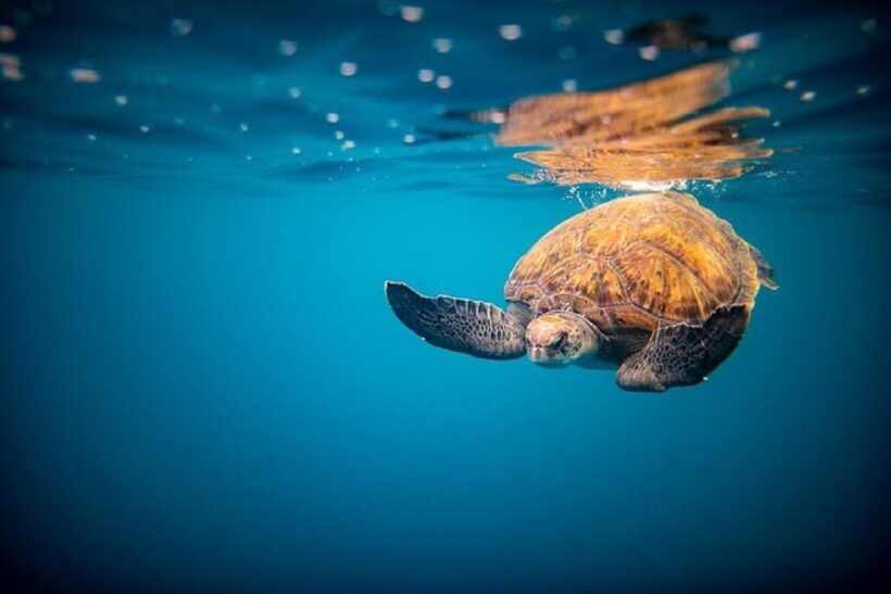Oahu: North Shore Snorkeling Tour from Haleiwa - Practical Details & Tips for Travelers