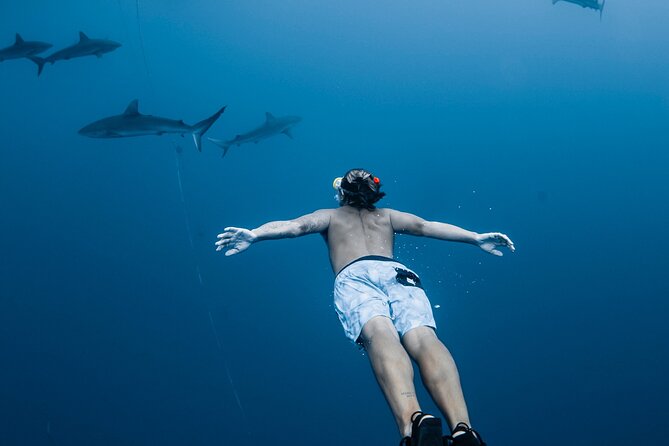 Oahu Open Water Shark Diving Experience - Key Points