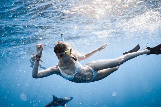 Oahu Open Water Shark Diving Experience - Safety and Accessibility