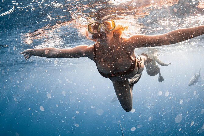 Oahu Open Water Shark Diving Experience - Customer Reviews and Feedback