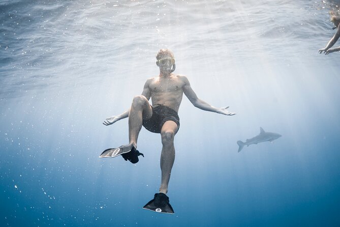 Oahu Open Water Shark Diving Experience - Preparing for Your Shark Diving Adventure