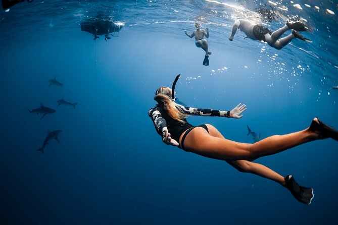 Oahu Open Water Shark Diving Experience - Maximizing Your Shark Diving Experience
