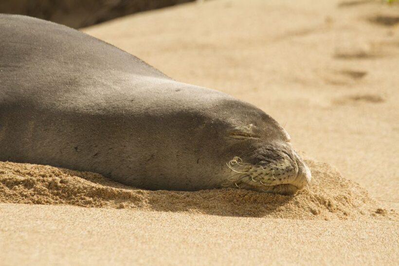 Oahu: Private Best of Oahu Sightseeing Tour - An In-Depth Look at the Private Oahu Tour Experience