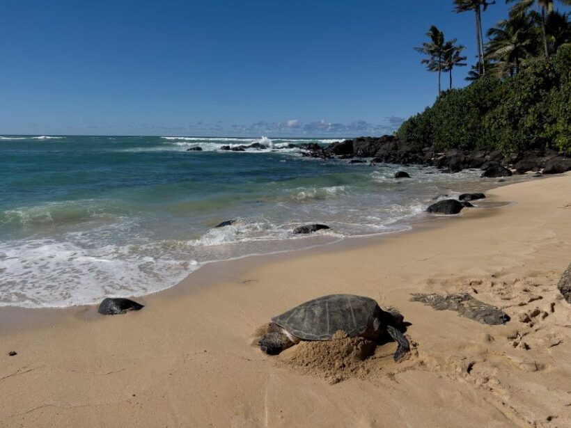 Oahu: Private Best of Oahu Sightseeing Tour - Who Will Love This Tour?