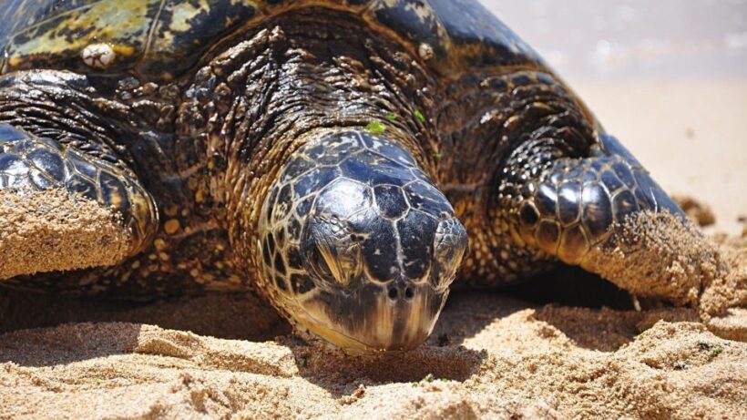 Oahu: Private Custom Island Tour - Discover Oahu with a Private Touch