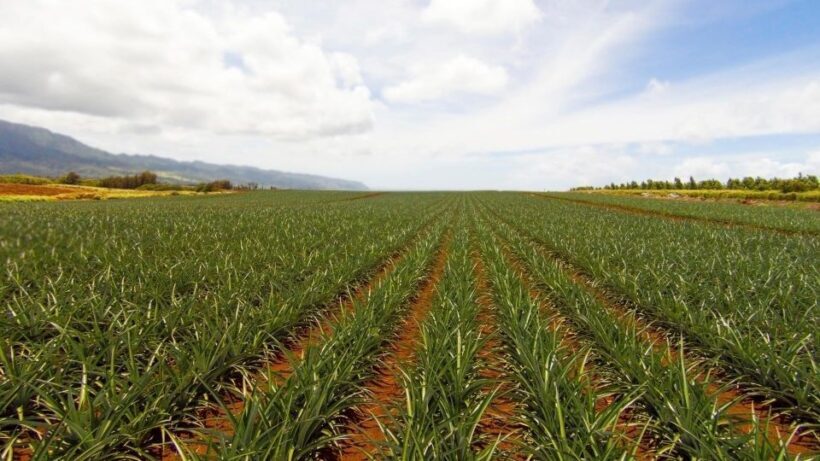 Oahu: Private Custom Island Tour - FAQs