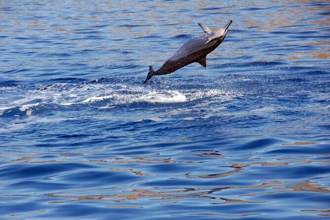 Oahu Private Sunset Snorkel and Dolphin Watch with Hot Buffet - The Snorkeling Adventure