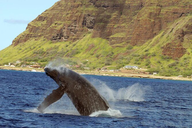 Oahu Private Sunset Snorkel and Dolphin Watch with Hot Buffet - Who Should Consider This Tour?