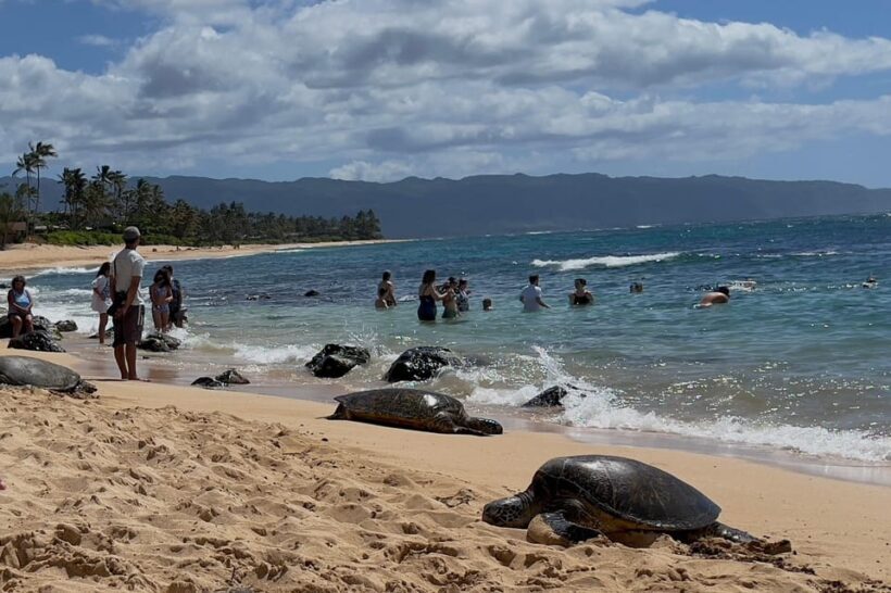 Oahu: Private Tour-North Shore feat. Waimea Falls - Exploring the Itinerary in Detail