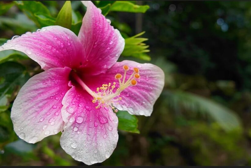 Oahu: Private Tour-North Shore feat. Waimea Falls - Considering the Price? Is It Worth It?
