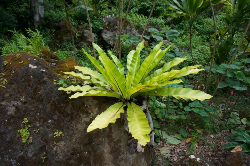 Oahu: Private Tour-North Shore feat. Waimea Falls - Detailed Breakdown of the Itinerary