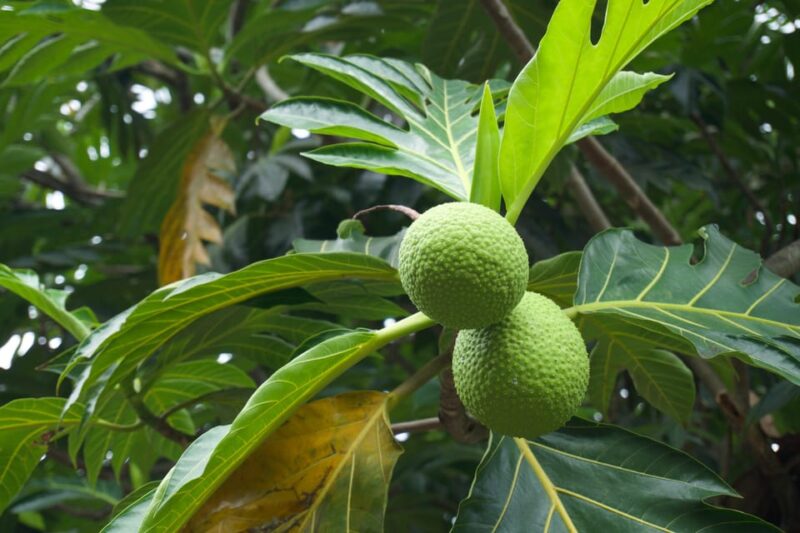 Oahu: Private Tour-North Shore feat. Waimea Falls - Practical Considerations and Tips