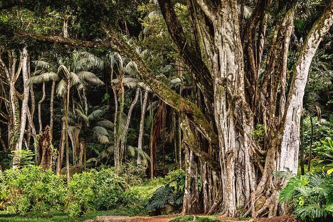 Oahu Private Tour North Shore, Waimea Falls and Dole Plantation - Frequently Asked Questions