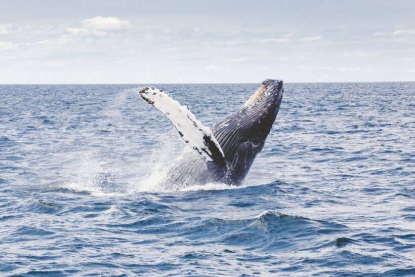 Oahu: Private Whale Watching Adventure - The Itinerary in Detail