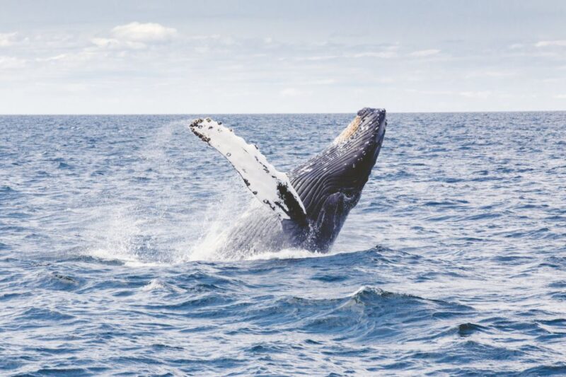 Oahu: Private Whale Watching Adventure - The Itinerary Breakdown