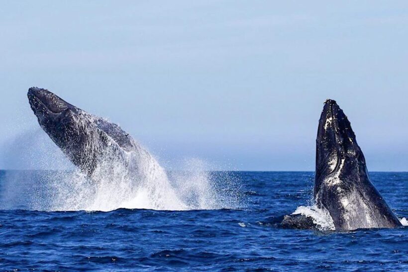 Oahu: Seasonal Whale Watch Cruise - A Practical Look at the Whale Watch Experience