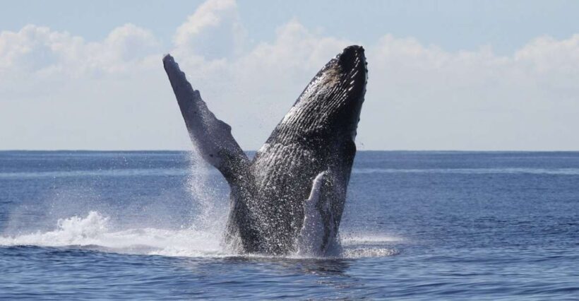 Oahu: Seasonal Whale Watch Cruise - Who Will Love This Tour?