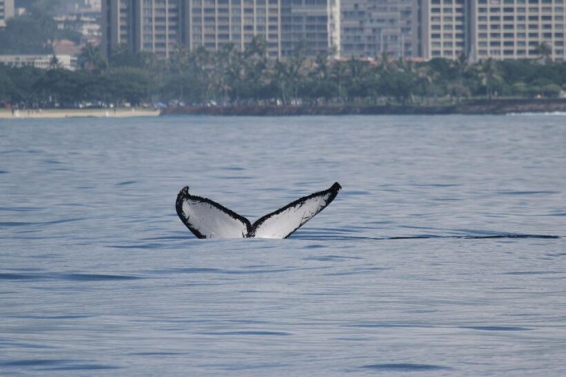 Oahu: Seasonal Whale Watch Cruise - The Sum Up