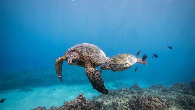Oahu: Shallow Reef Scuba Dive for Certified Divers - Practical Details and Logistics